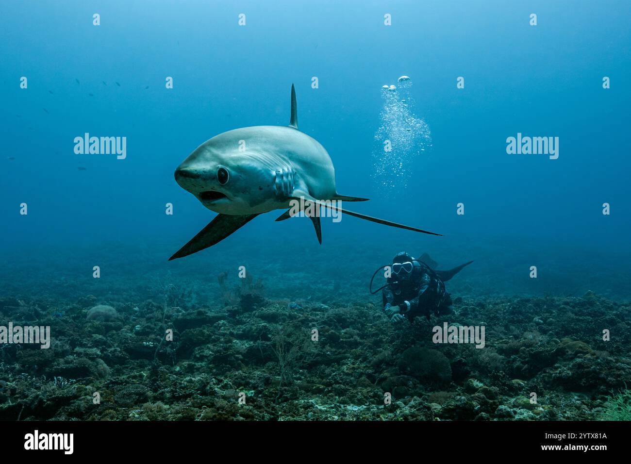 Pelagic Thresher Shark, Alopias pelagicus, Malalpascua Island, Cebu ...