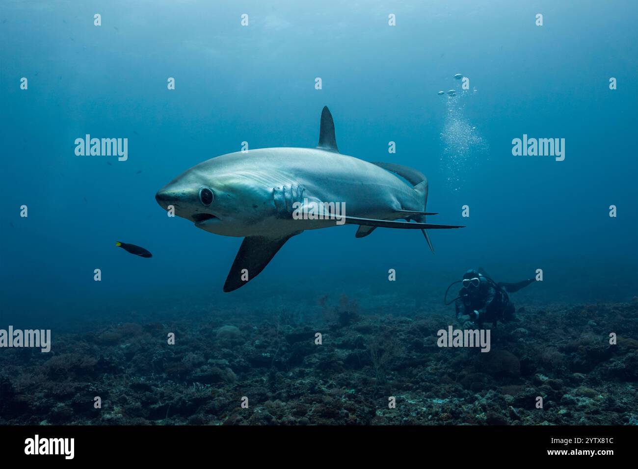 Thresher sharks malapascua island hi-res stock photography and images ...