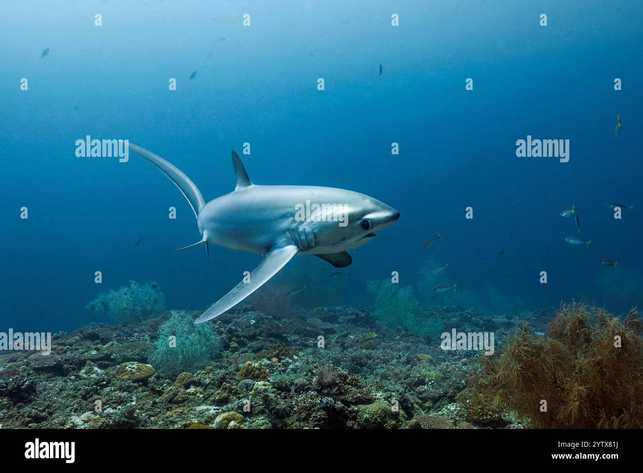 Pelagic Thresher Shark, Alopias pelagicus, Malalpascua Island, Cebu ...