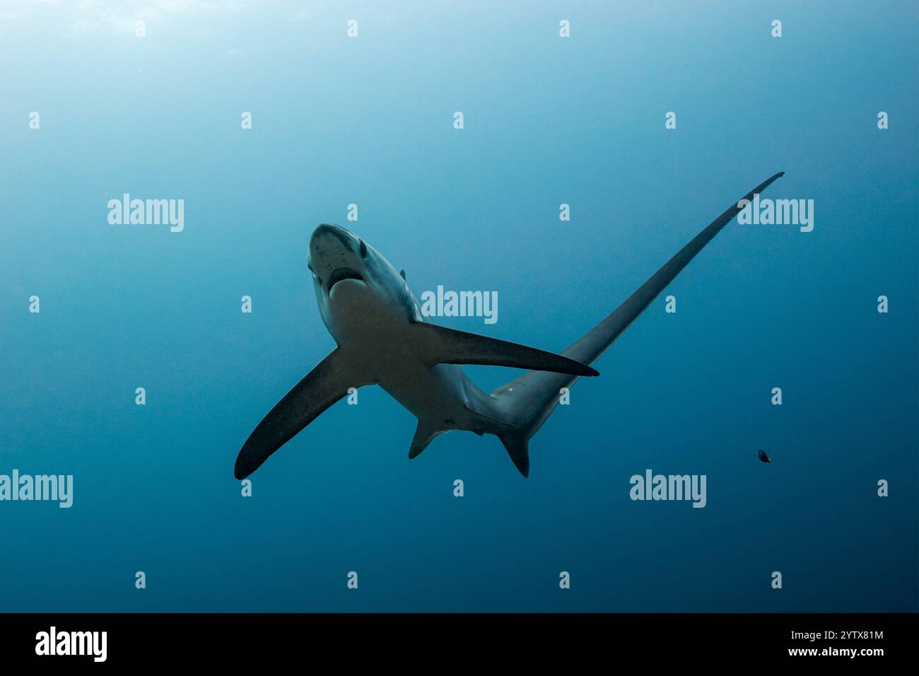 Pelagic Thresher Shark, Alopias pelagicus, Malalpascua Island, Cebu ...