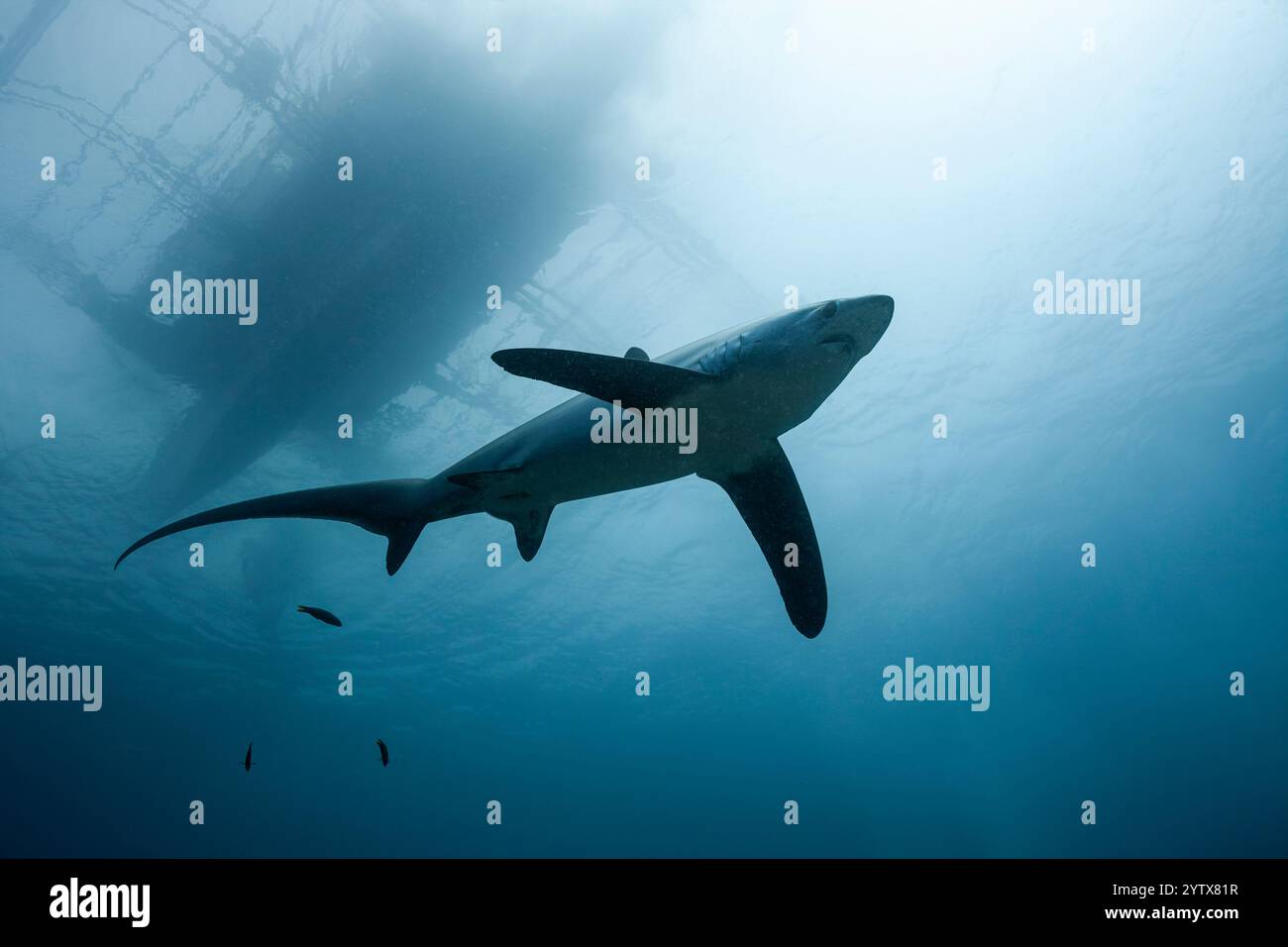 Thresher sharks malapascua island hi-res stock photography and images ...
