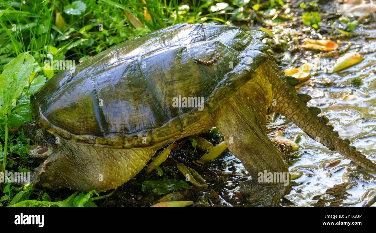 Common Snapping Turtle (Chelydra serpentina Stock Photo - Alamy