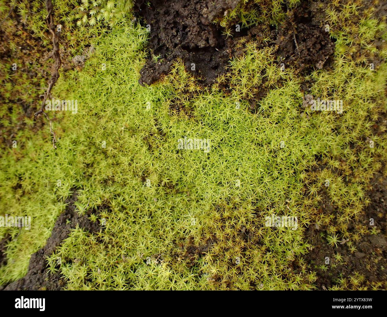 Green-tufted Stubble Moss (Weissia controversa Stock Photo - Alamy