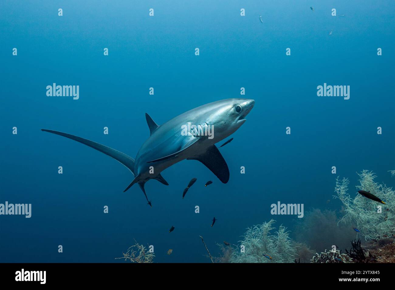Pelagic Thresher Shark, Alopias pelagicus, Malalpascua Island, Cebu ...