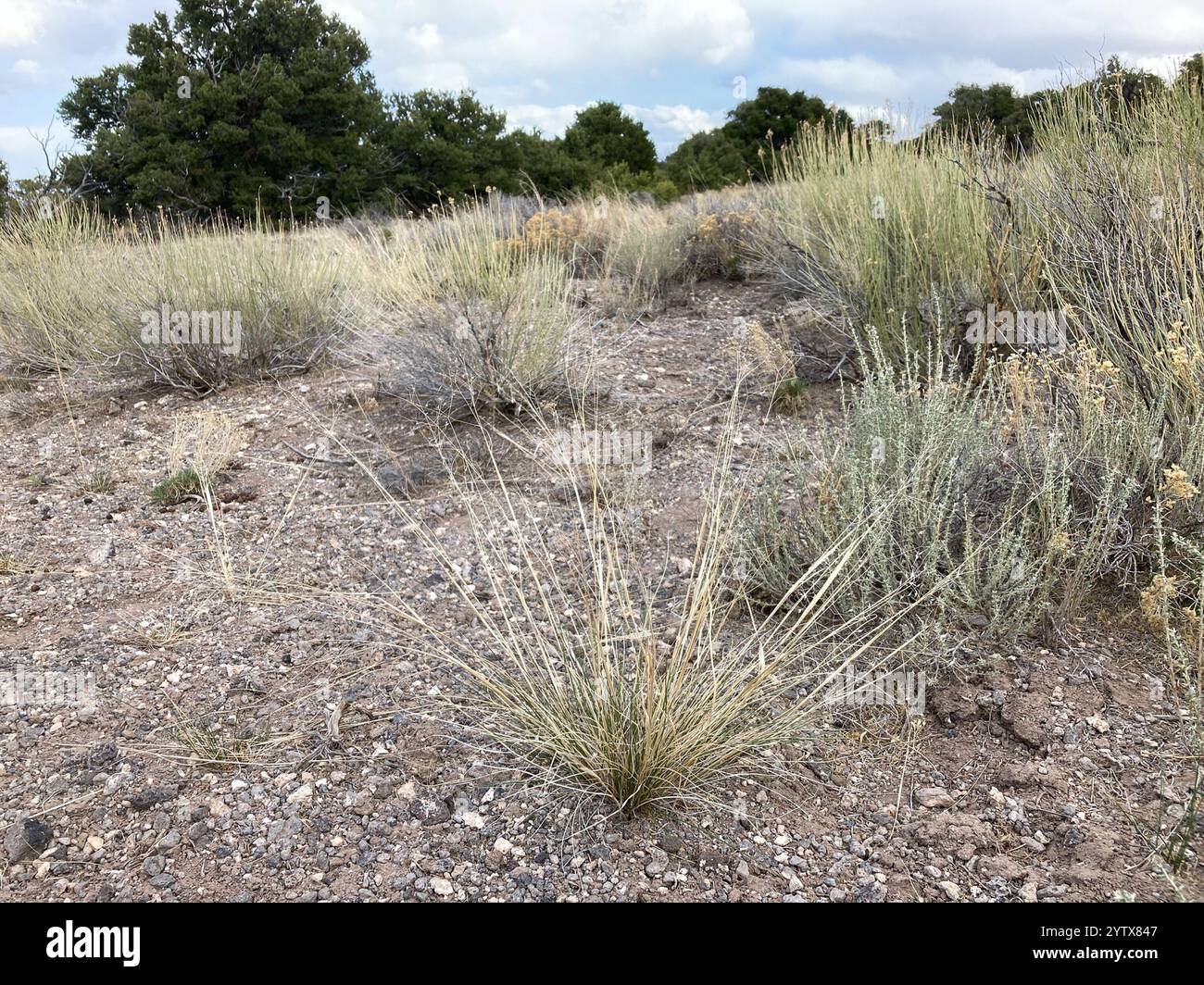 Sand Ricegrass (Eriocoma hymenoides Stock Photo - Alamy