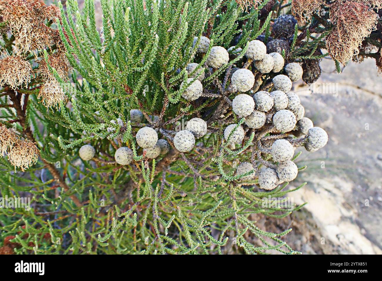 Cone Stompie (Brunia noduliflora Stock Photo - Alamy