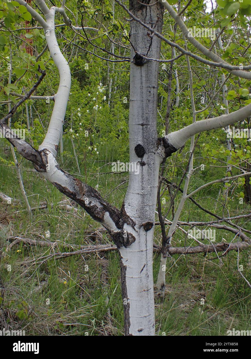 trembling aspen (Populus tremuloides Stock Photo - Alamy