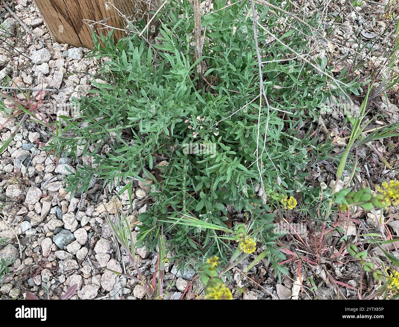 diffuse knapweed (Centaurea diffusa Stock Photo - Alamy