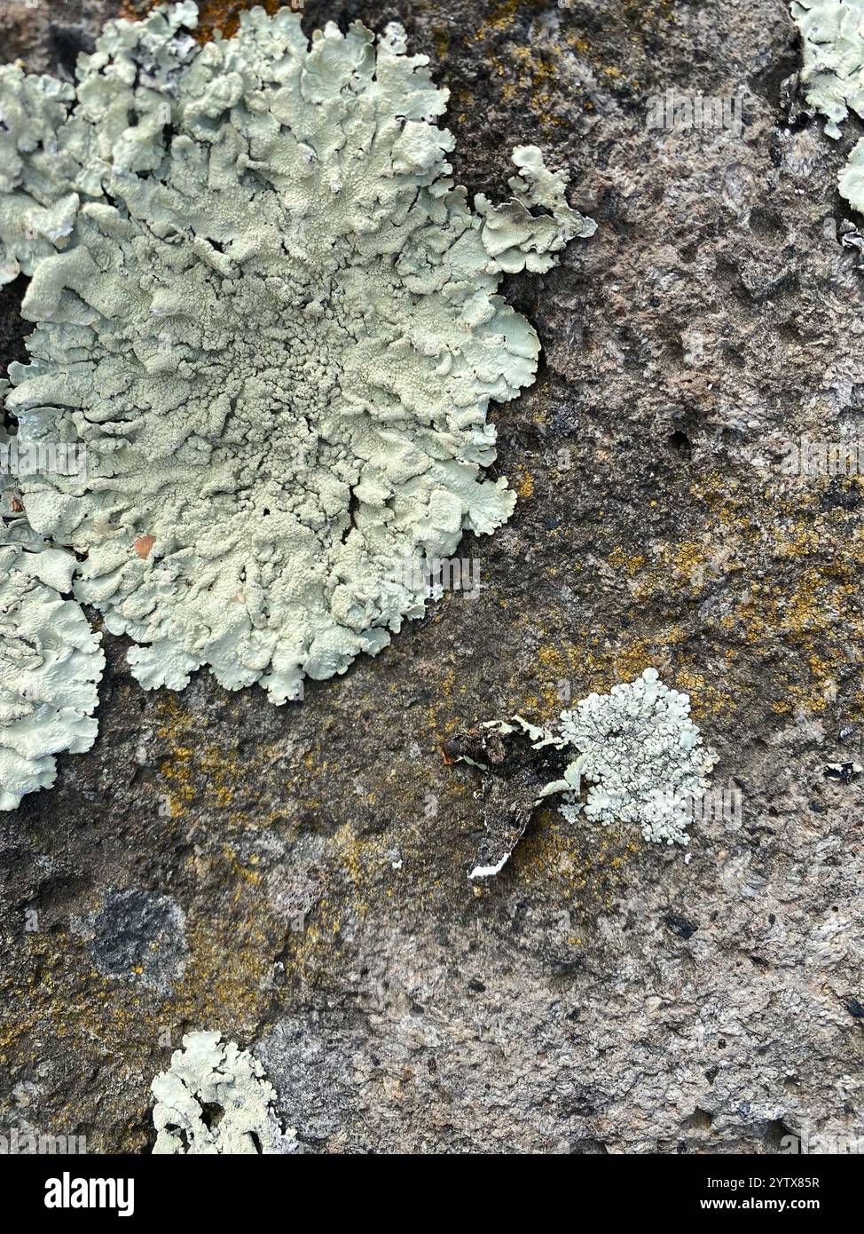 common greenshield lichen (Flavoparmelia caperata Stock Photo - Alamy