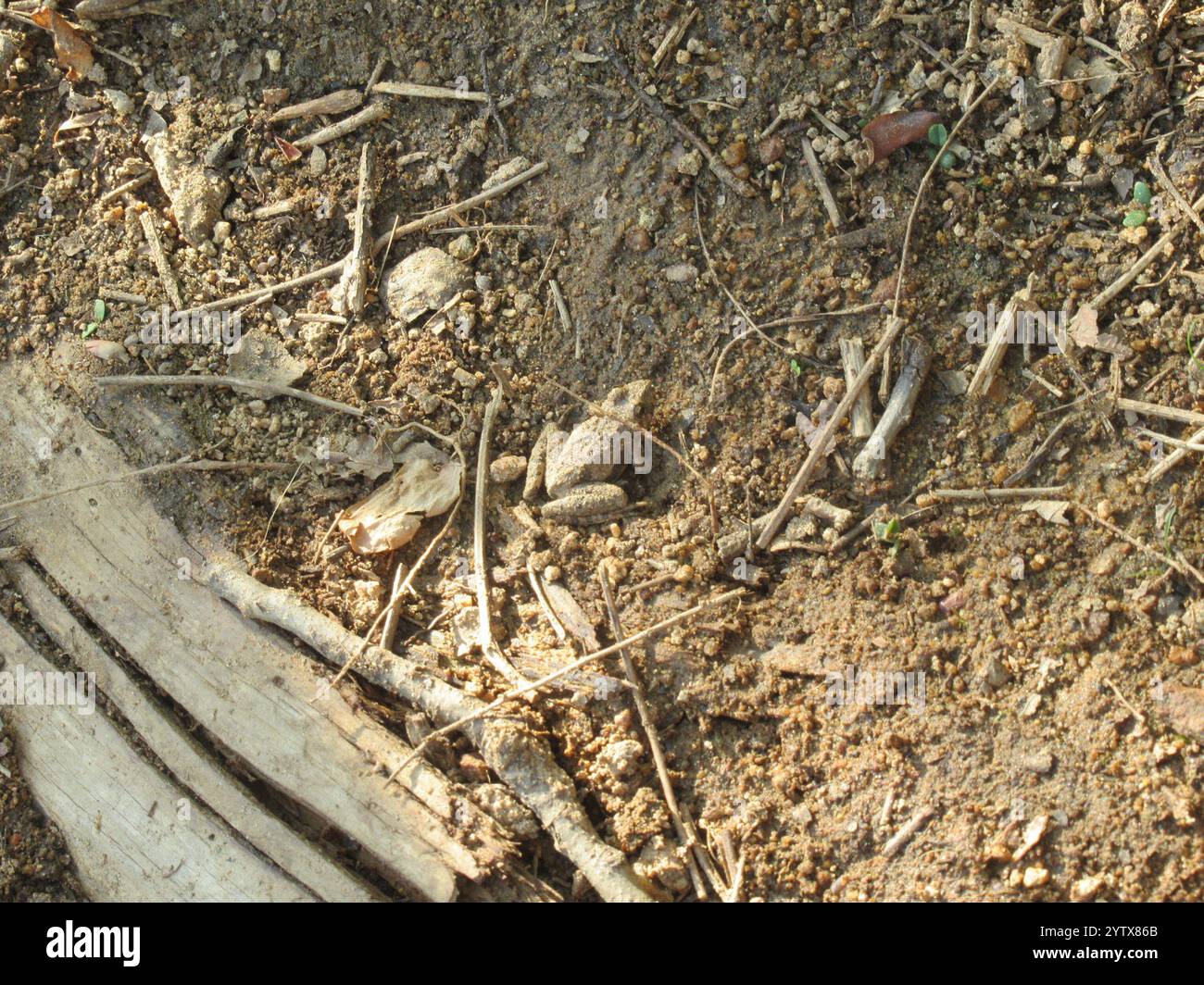 Northern Cricket Frog (Acris crepitans Stock Photo - Alamy