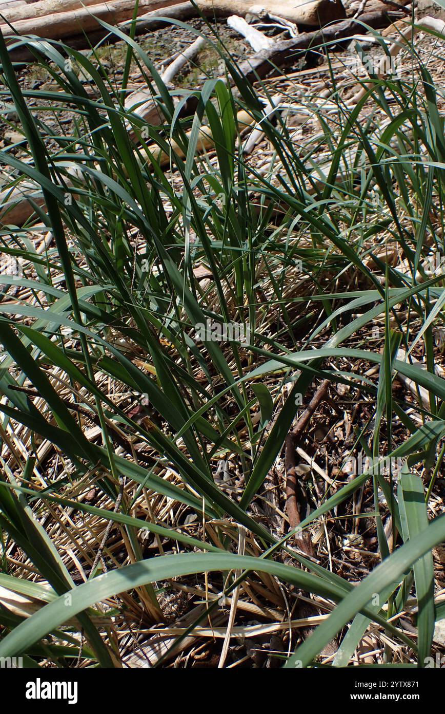 American dune grass (Leymus mollis Stock Photo - Alamy