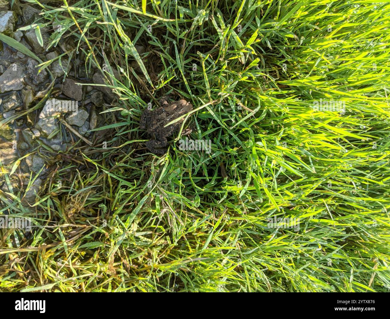 American Toad (Anaxyrus americanus Stock Photo - Alamy