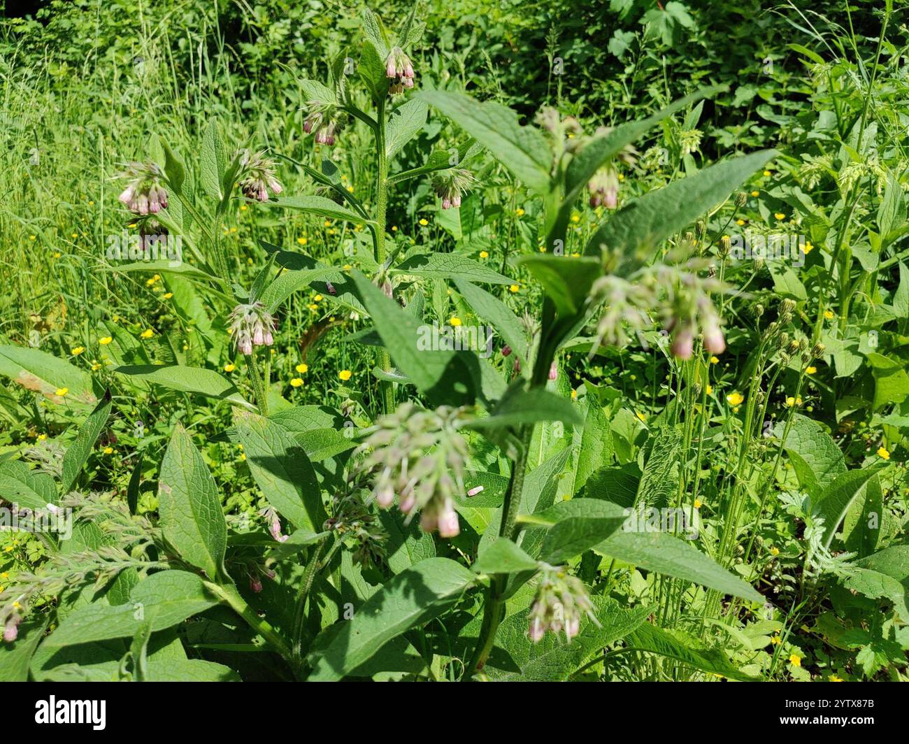 common comfrey (Symphytum officinale Stock Photo - Alamy