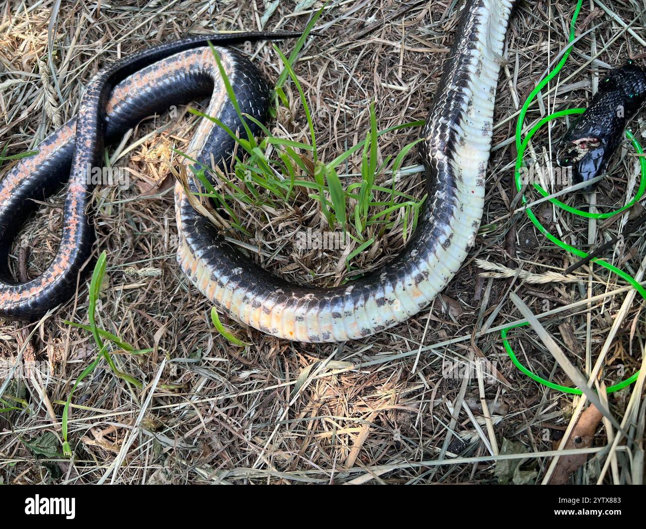 Eastern Ratsnake (Pantherophis alleghaniensis Stock Photo - Alamy
