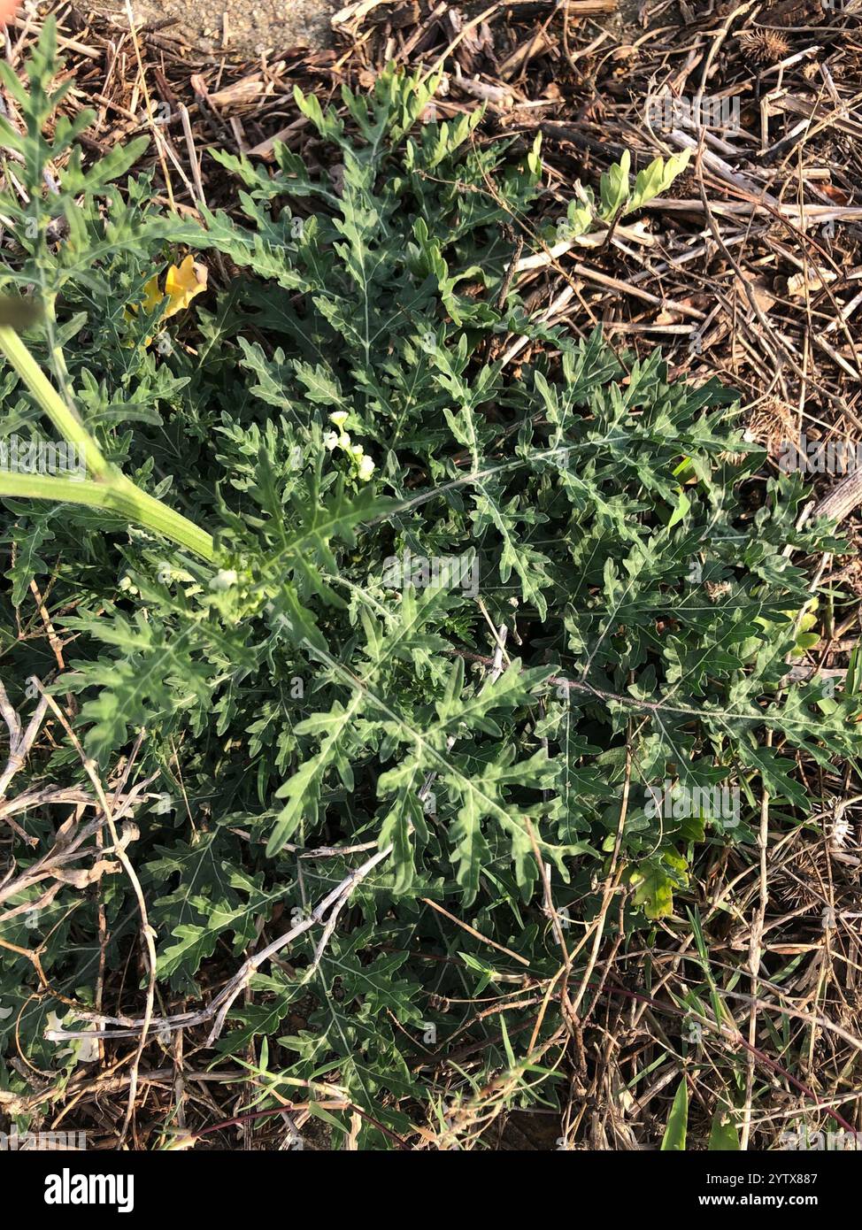 Santa Maria feverfew (Parthenium hysterophorus Stock Photo - Alamy