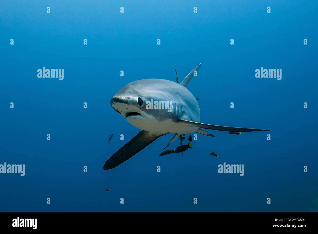 Pelagic Thresher Shark, Alopias pelagicus, Malalpascua Island, Cebu ...