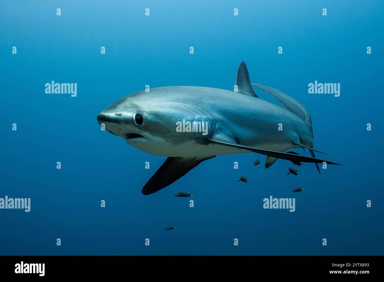 Pelagic Thresher Shark, Alopias pelagicus, Malalpascua Island, Cebu ...