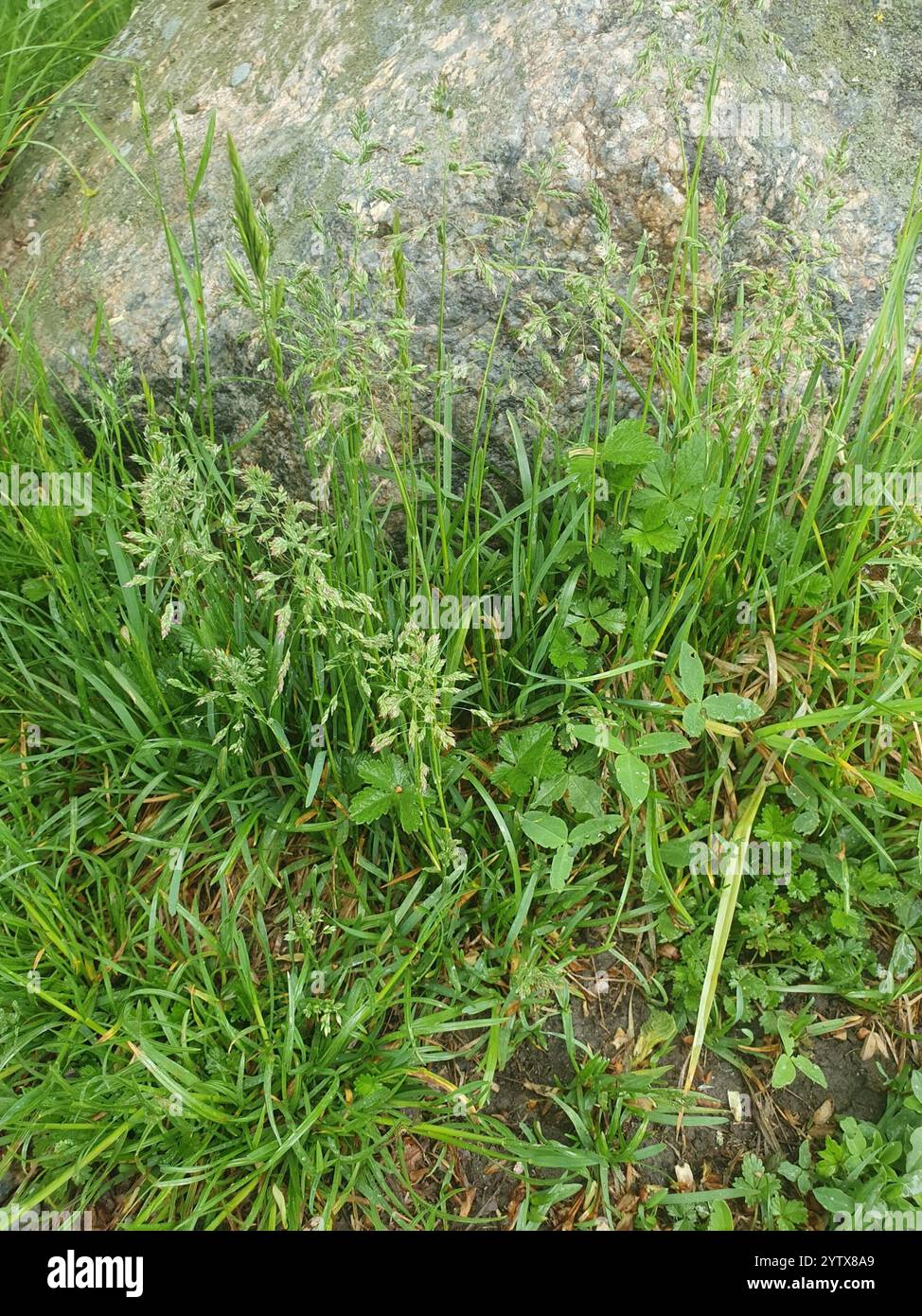 Annual Meadow-grass (Poa annua Stock Photo - Alamy