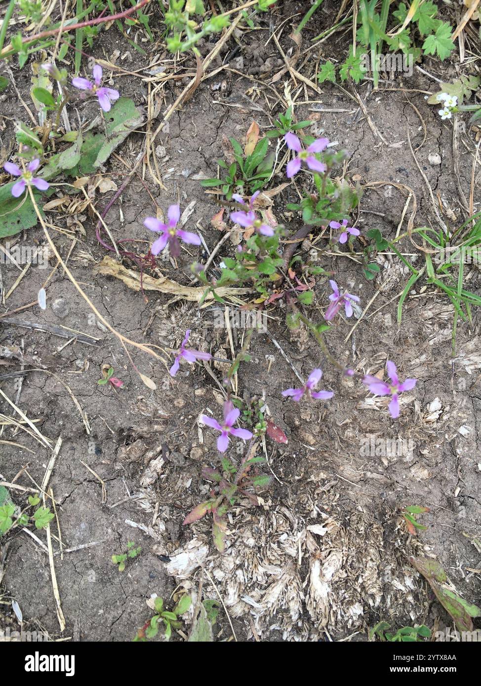 crossflower (Chorispora tenella Stock Photo - Alamy