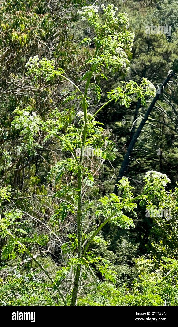poison hemlock (Conium maculatum Stock Photo - Alamy