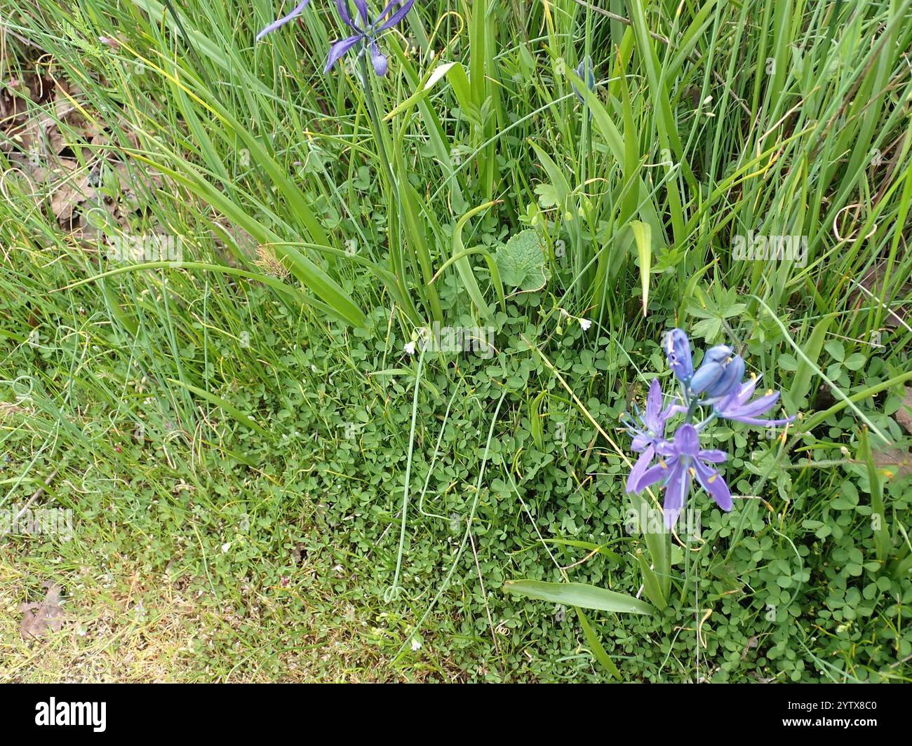 Narrow-leaved Montia (Montia linearis Stock Photo - Alamy
