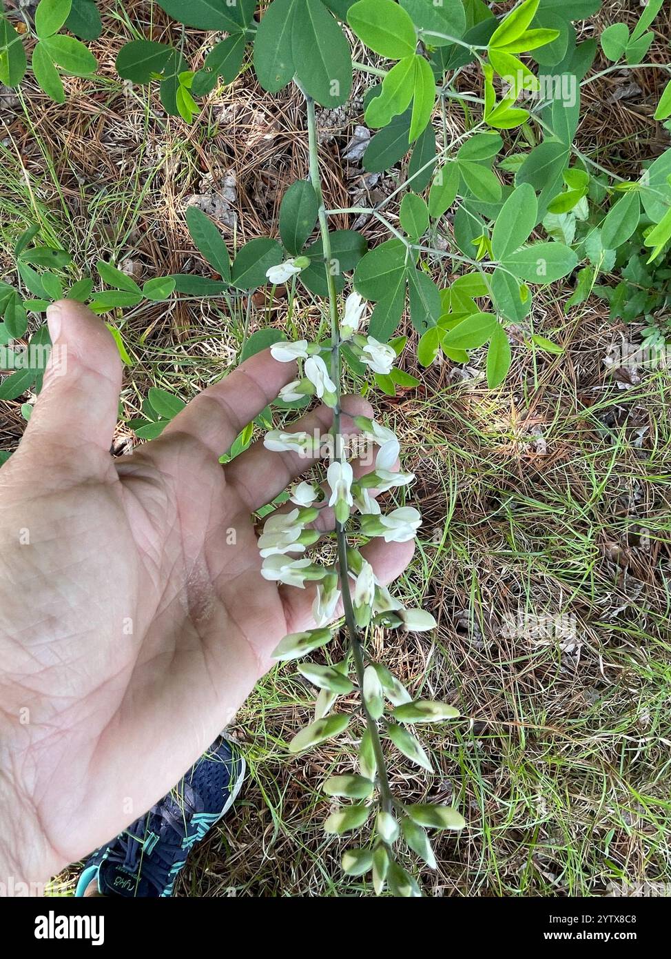 white wild indigo (Baptisia alba Stock Photo - Alamy
