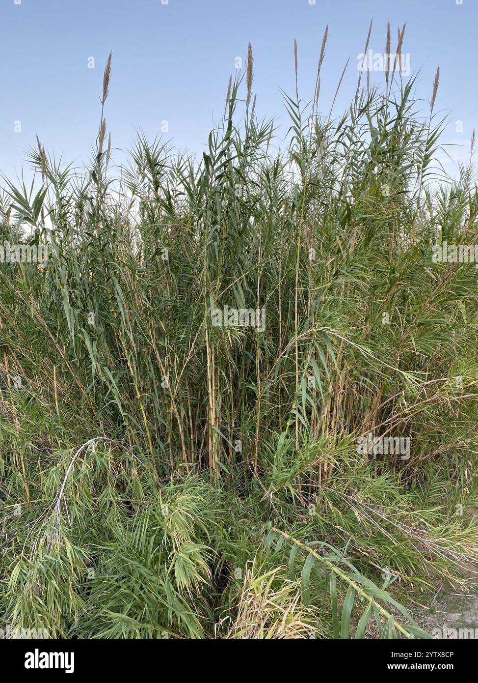 giant reed (Arundo donax Stock Photo - Alamy