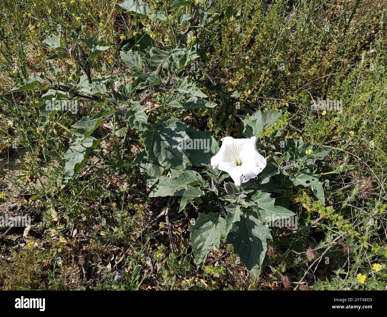 Sacred Datura (Datura wrightii Stock Photo - Alamy
