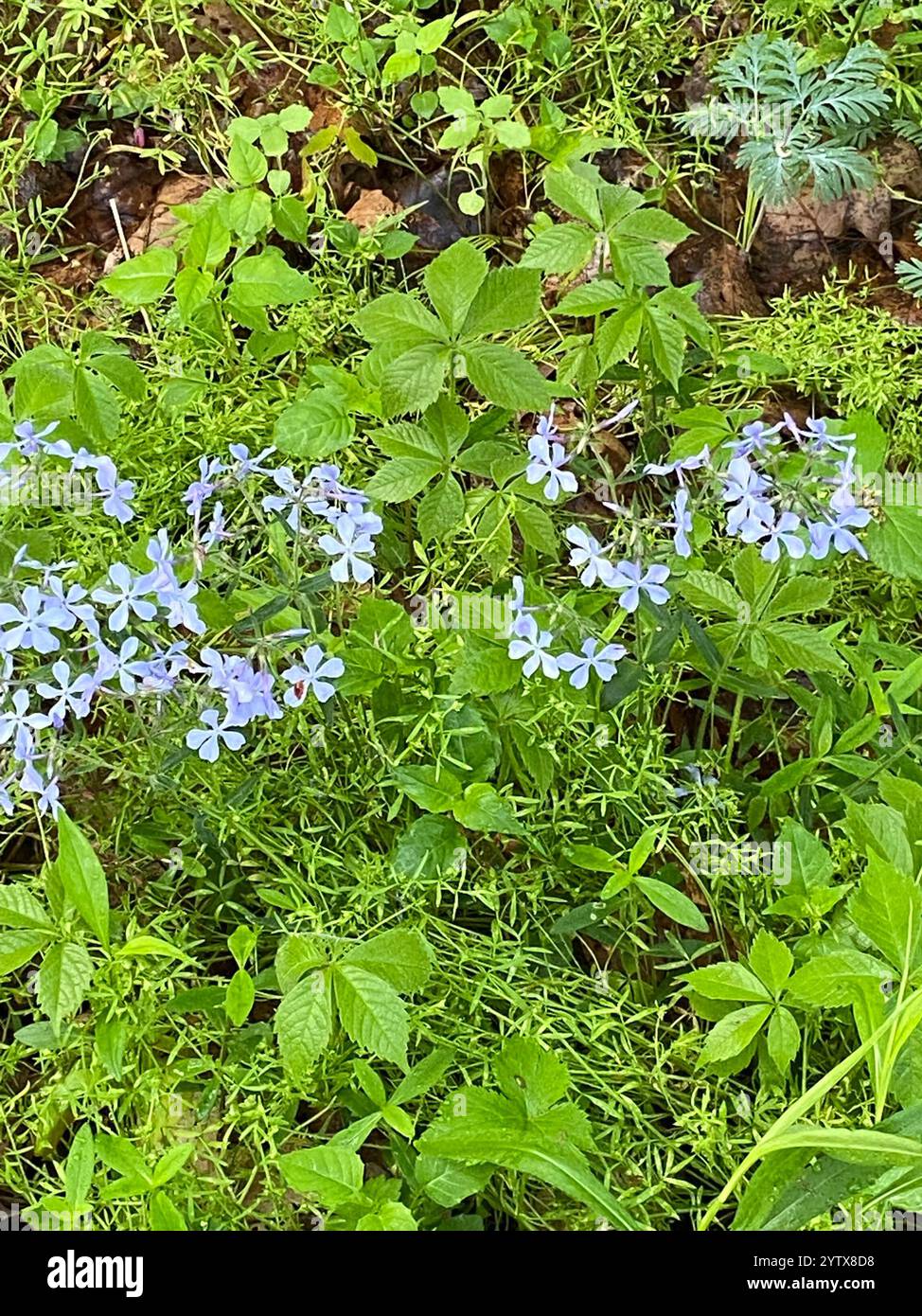 blue phlox (Phlox divaricata Stock Photo - Alamy