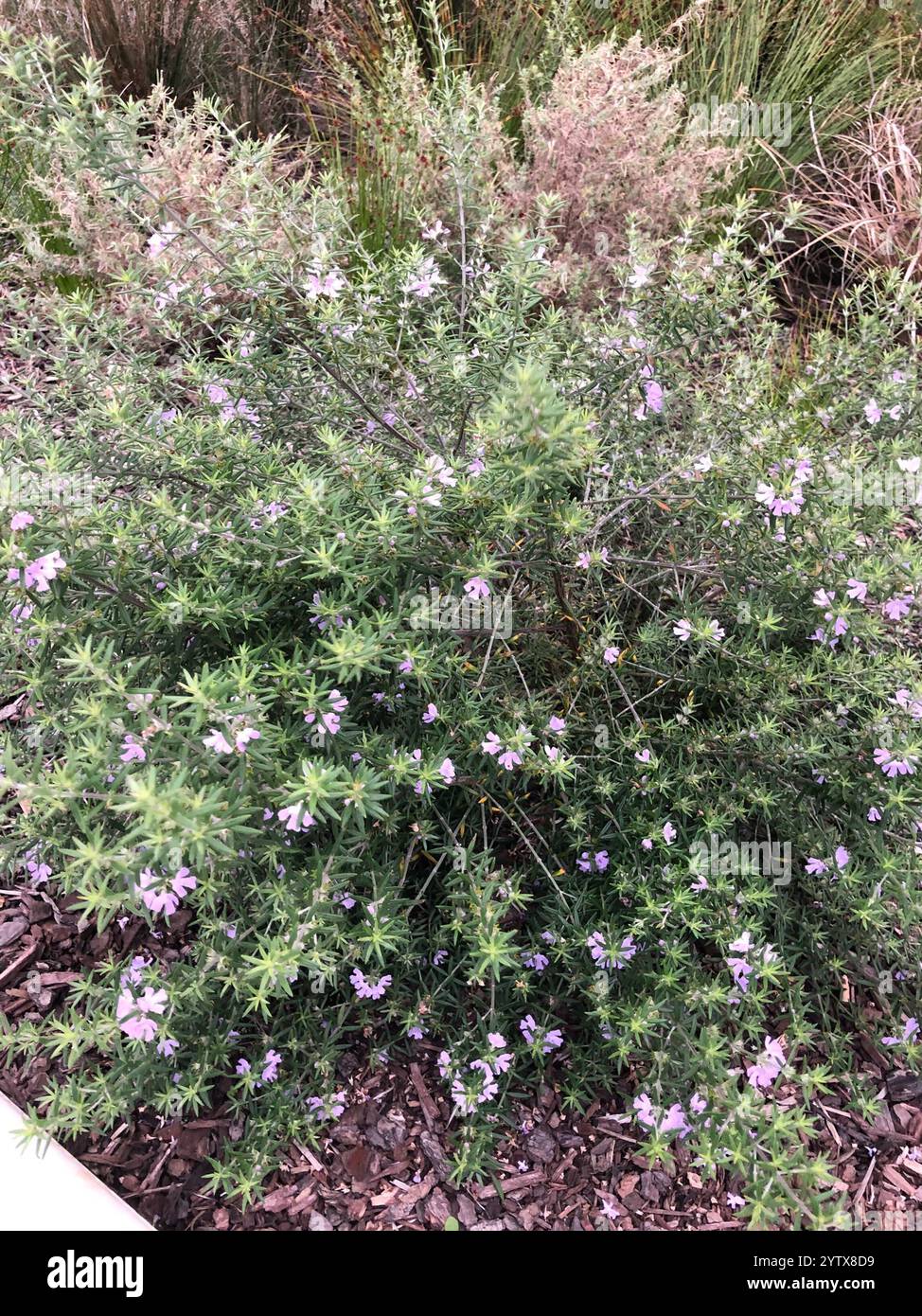 Coastal Rosemary (Westringia fruticosa Stock Photo - Alamy