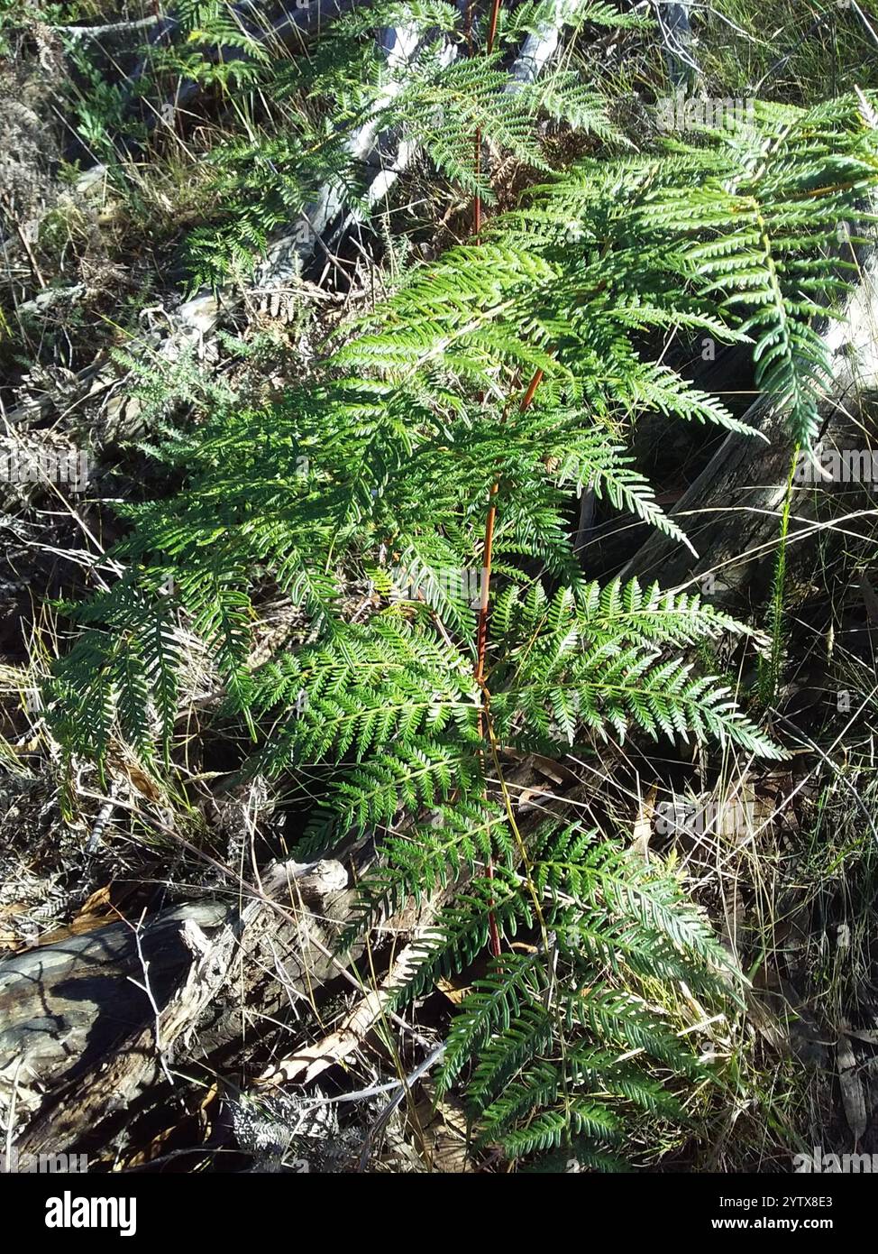 Austral Bracken (Pteridium esculentum Stock Photo - Alamy