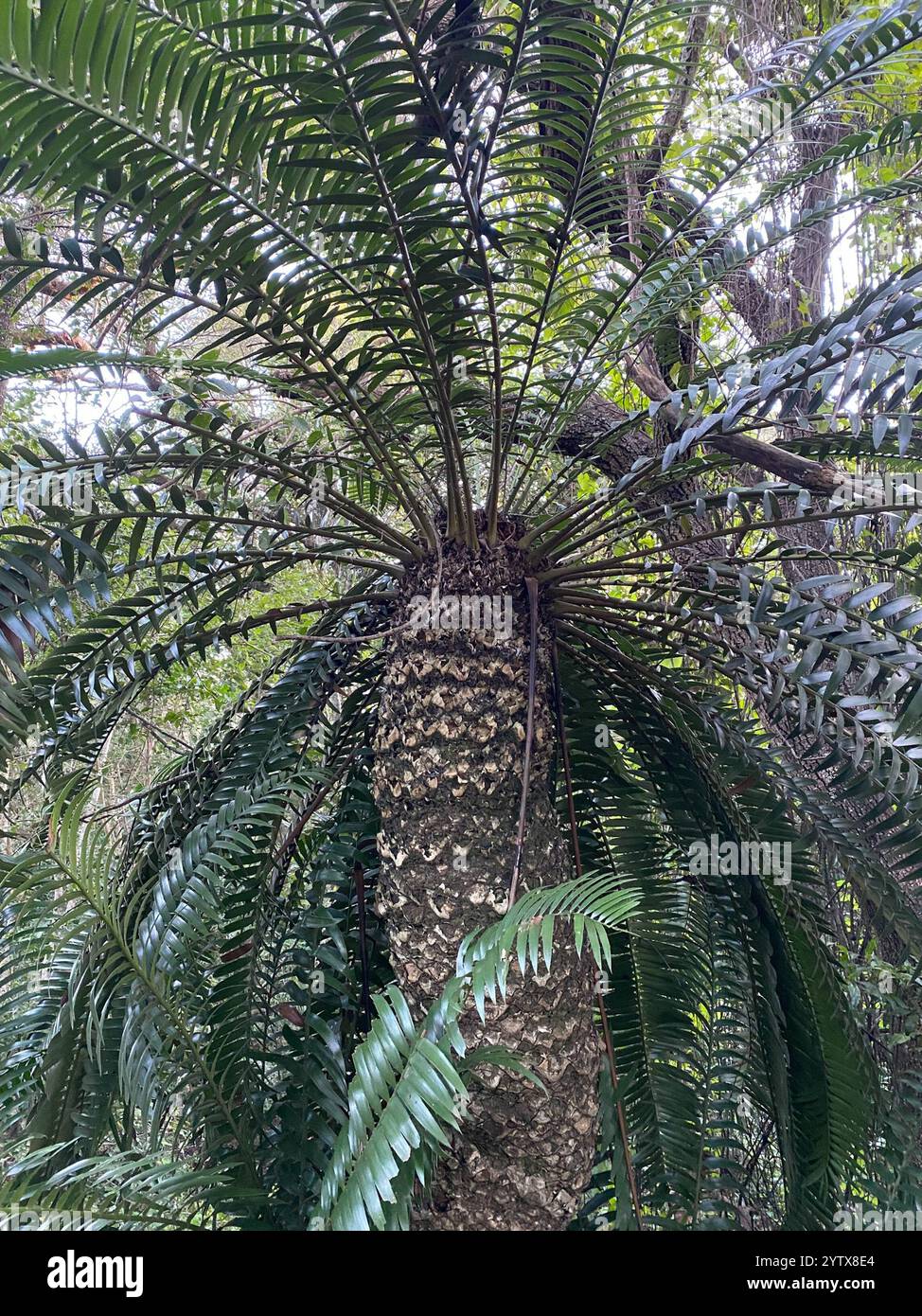 Natal giant cycad hi-res stock photography and images - Alamy