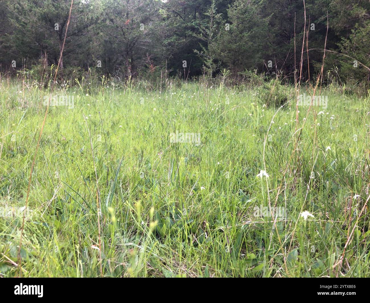 whitetop sedge (Rhynchospora colorata Stock Photo - Alamy
