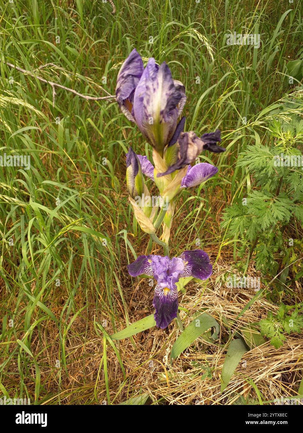(Iris × hybrida Stock Photo - Alamy
