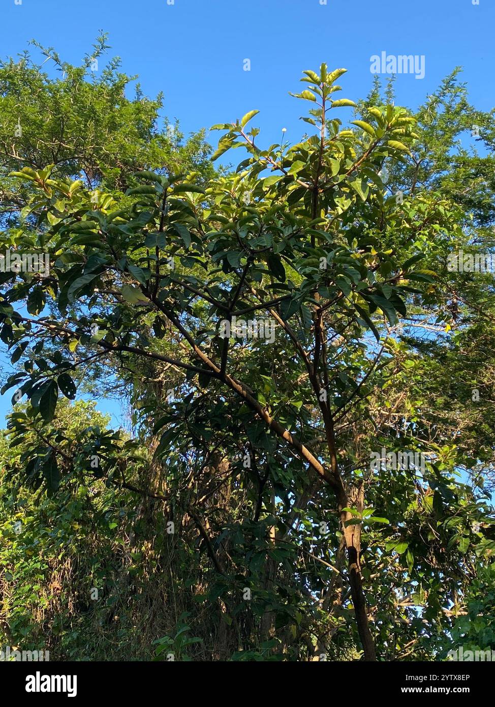 Giantleaf hi-res stock photography and images - Alamy