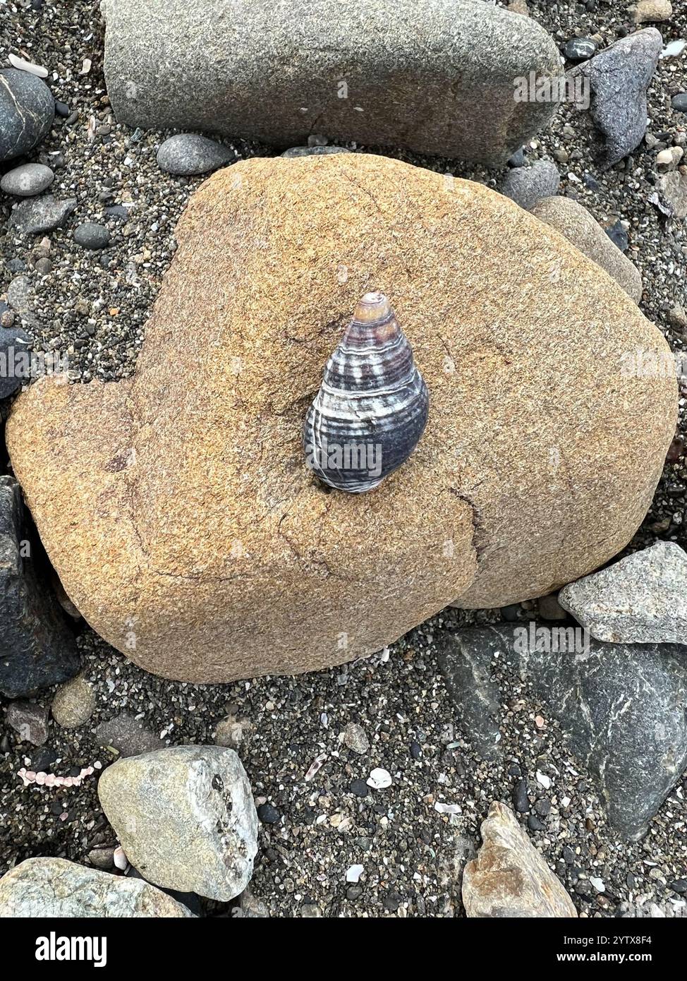 Red-mouthed Whelk (Cominella virgata Stock Photo - Alamy