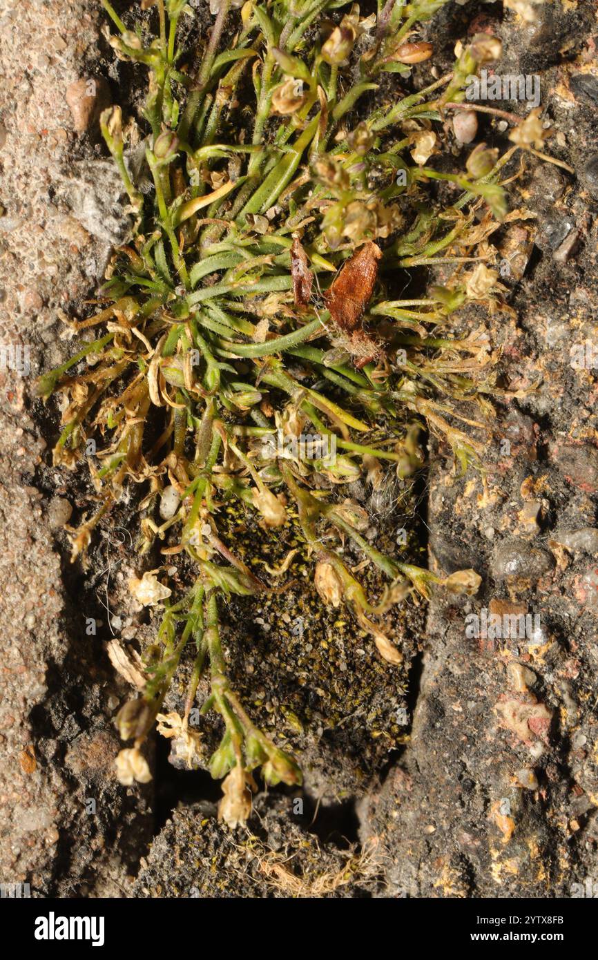 Procumbent Pearlwort (Sagina procumbens Stock Photo - Alamy