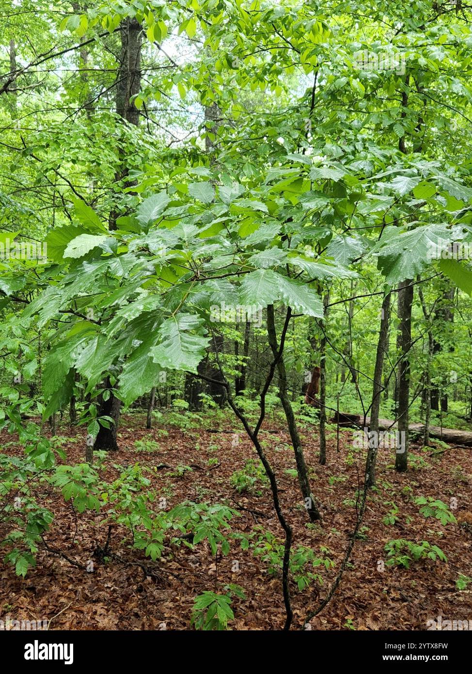 chestnut oak (Quercus montana Stock Photo - Alamy