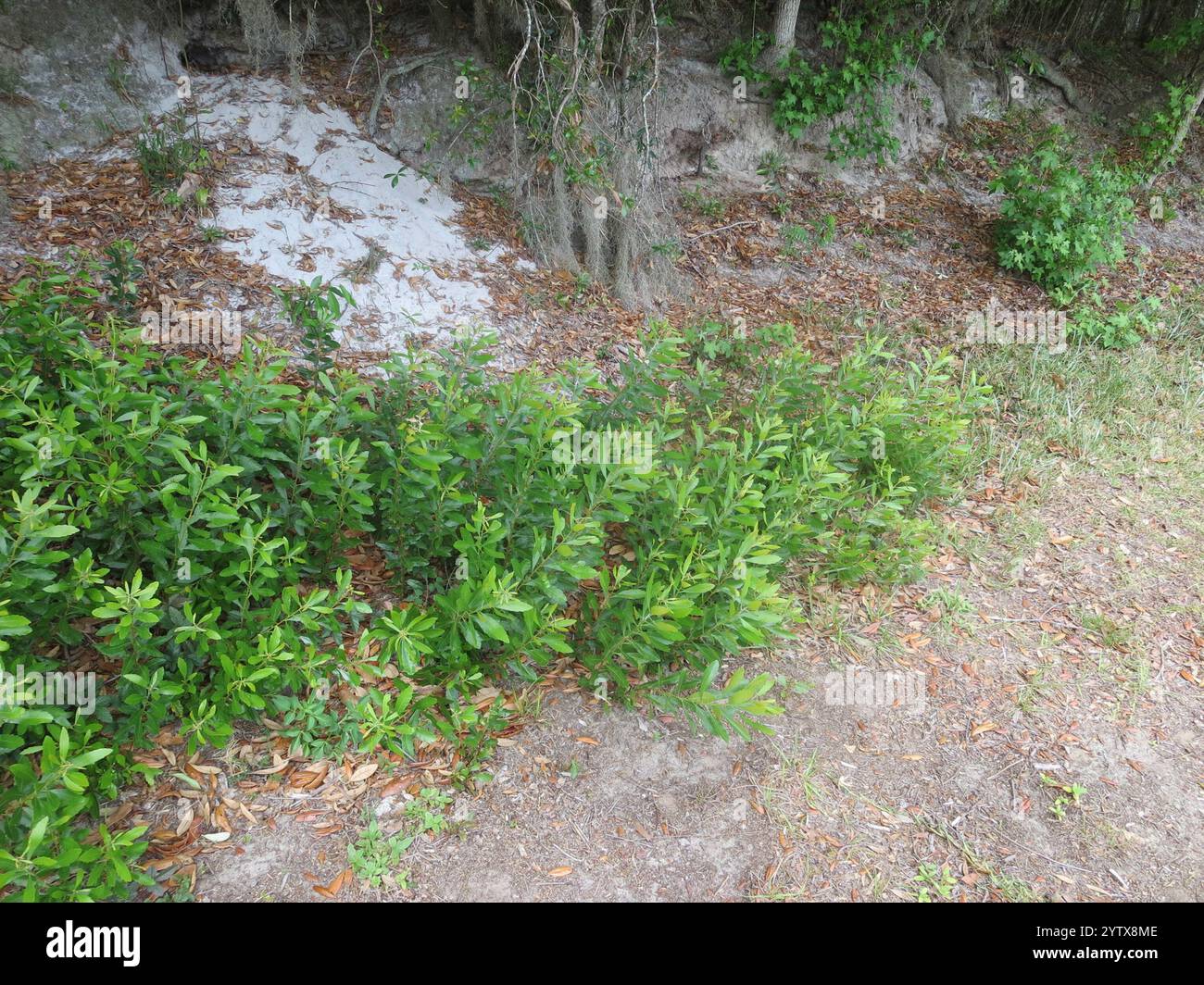 wax myrtle (Morella cerifera Stock Photo - Alamy