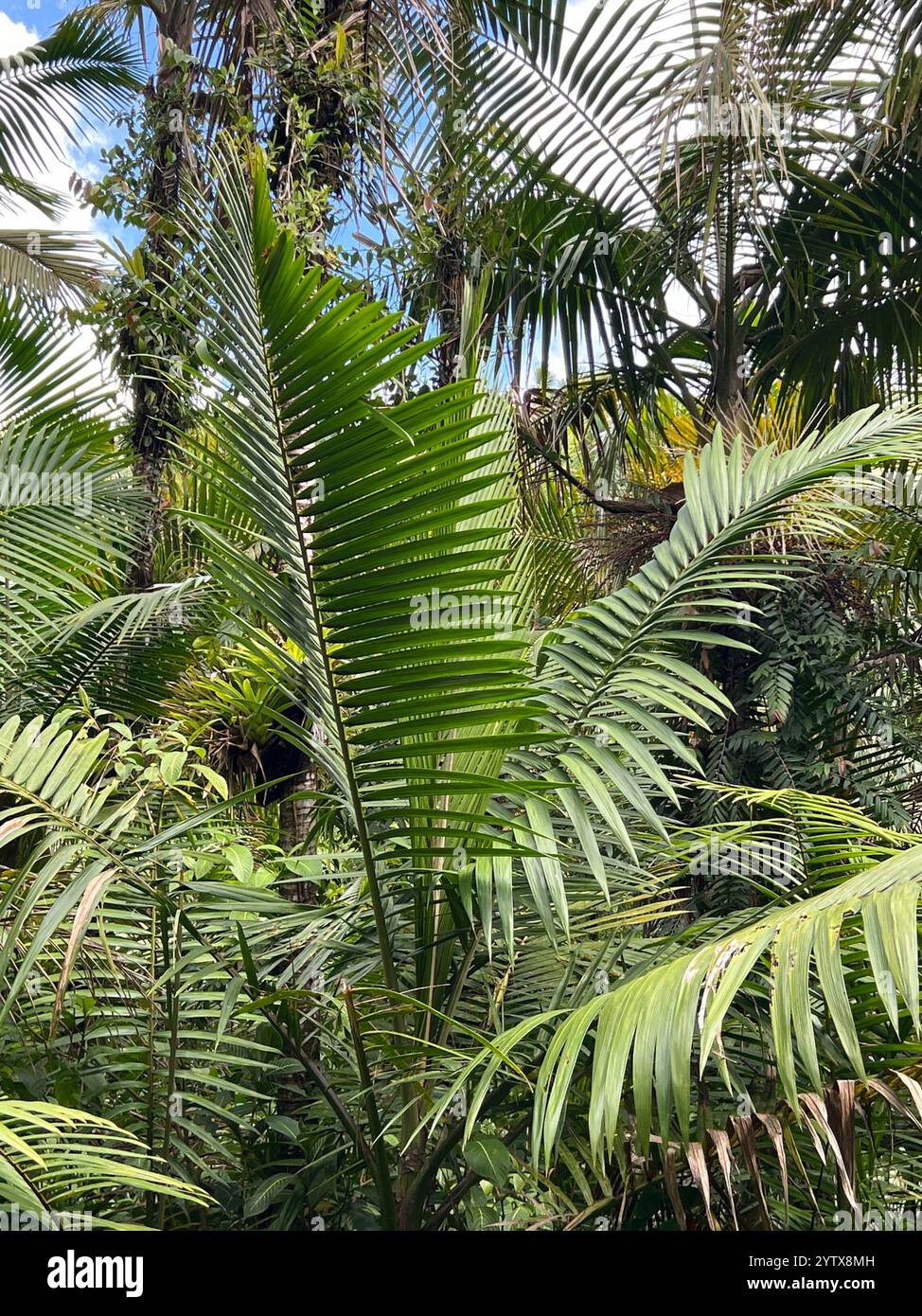 sierra palm (Prestoea acuminata montana Stock Photo - Alamy