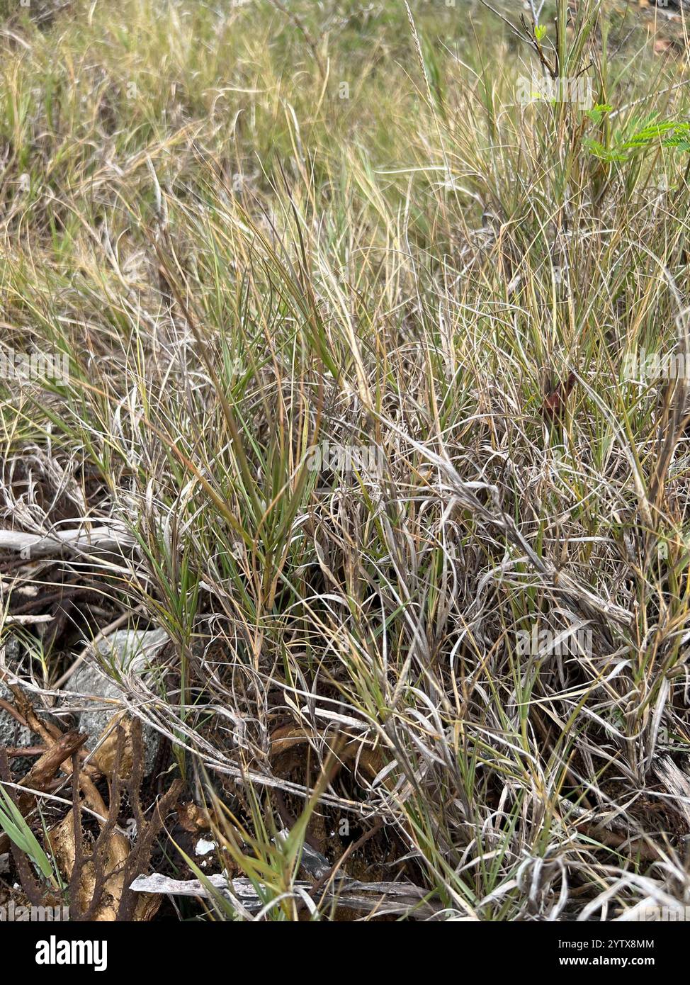 Seashore dropseed hi-res stock photography and images - Alamy