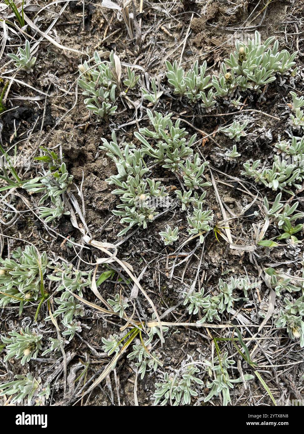 Low Pussytoes (Antennaria dimorpha Stock Photo - Alamy