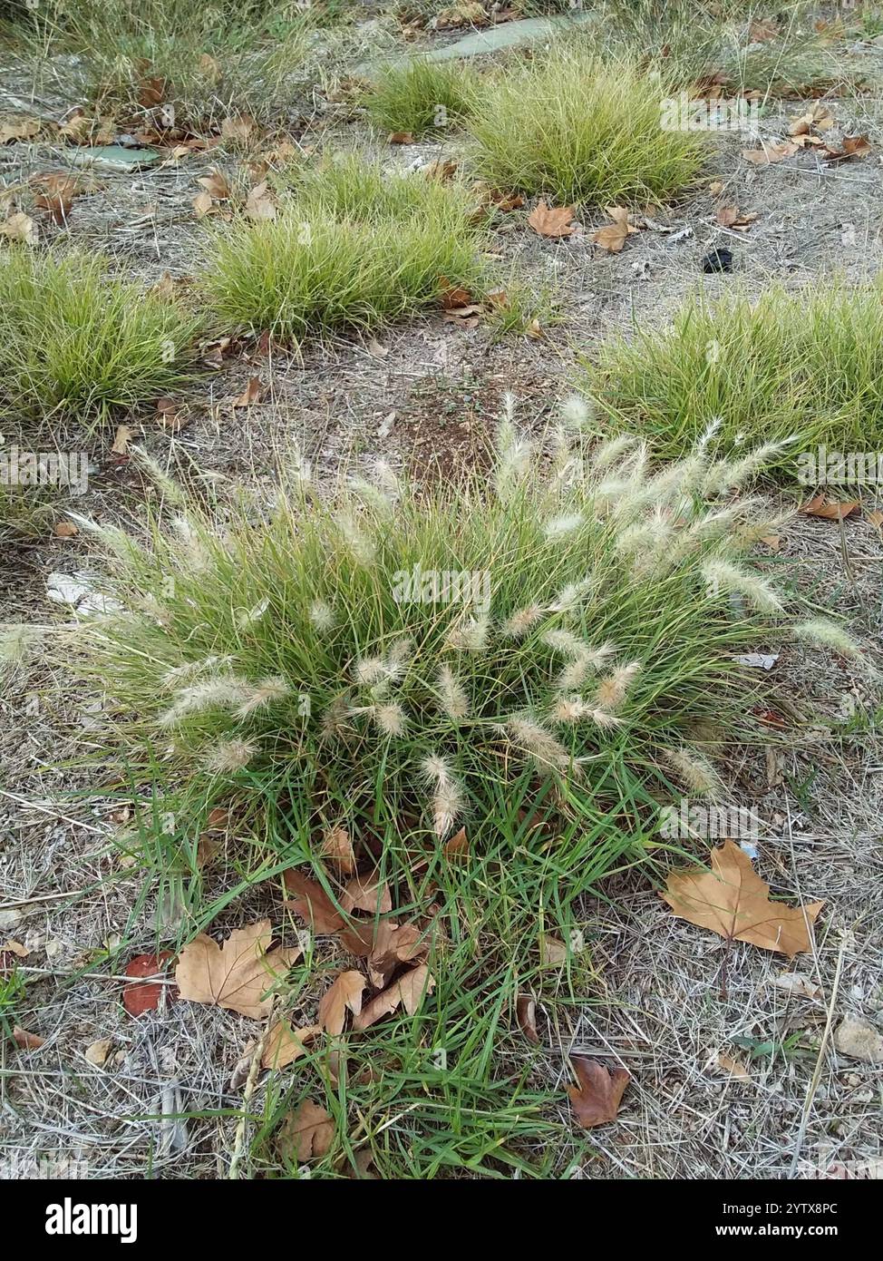 feathertop (Cenchrus longisetus Stock Photo - Alamy