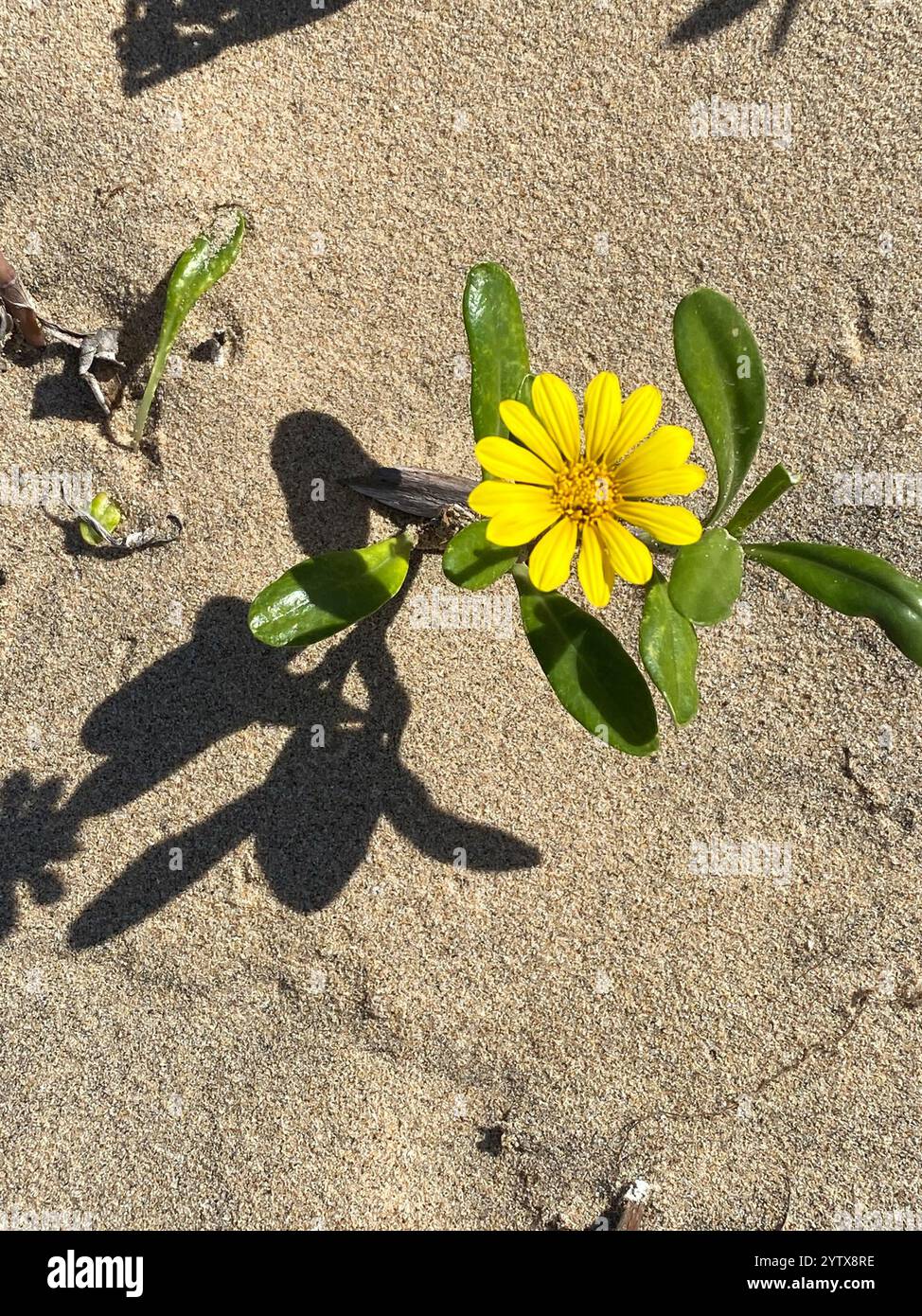 Trailing Treasureflower (Gazania rigens Stock Photo - Alamy