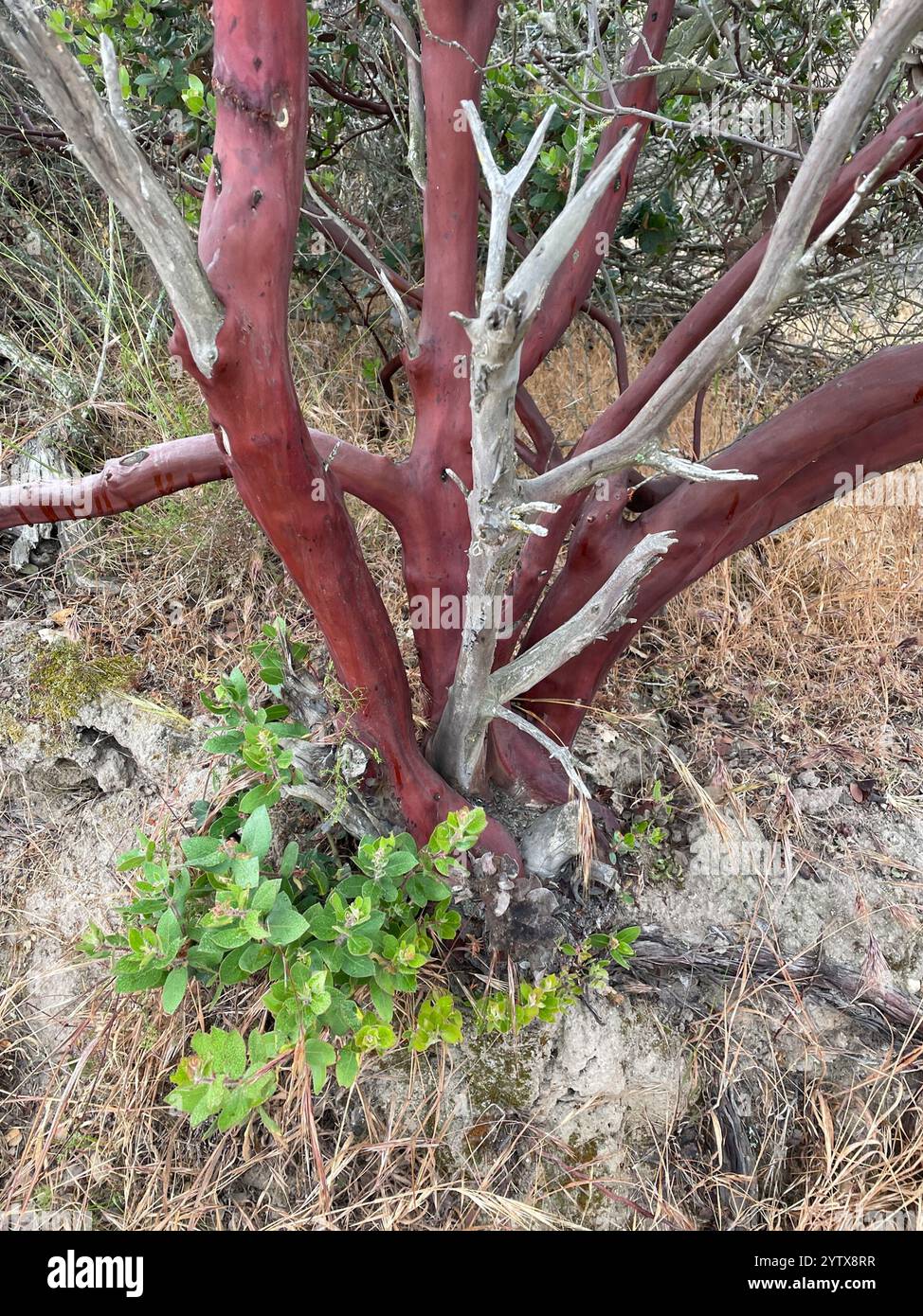 Toro manzanita (Arctostaphylos montereyensis Stock Photo - Alamy