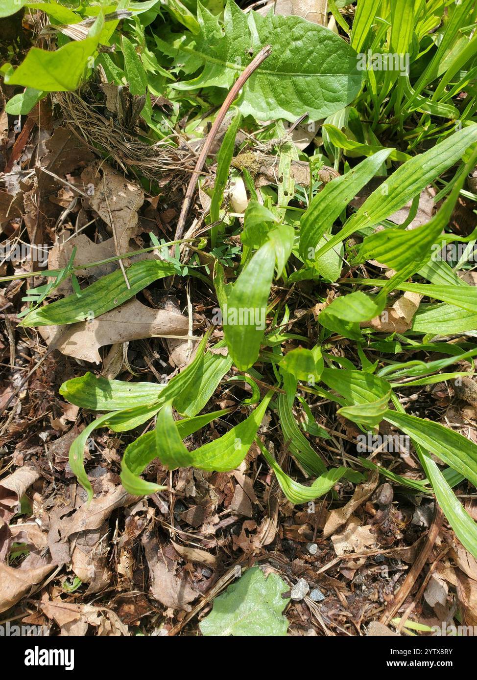 ribwort plantain (Plantago lanceolata Stock Photo - Alamy