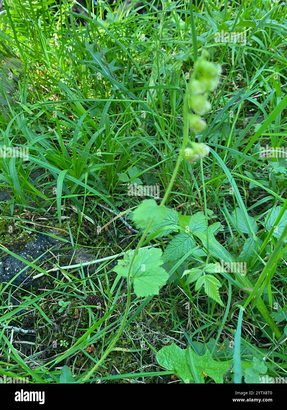 fringe cups (Tellima grandiflora Stock Photo - Alamy