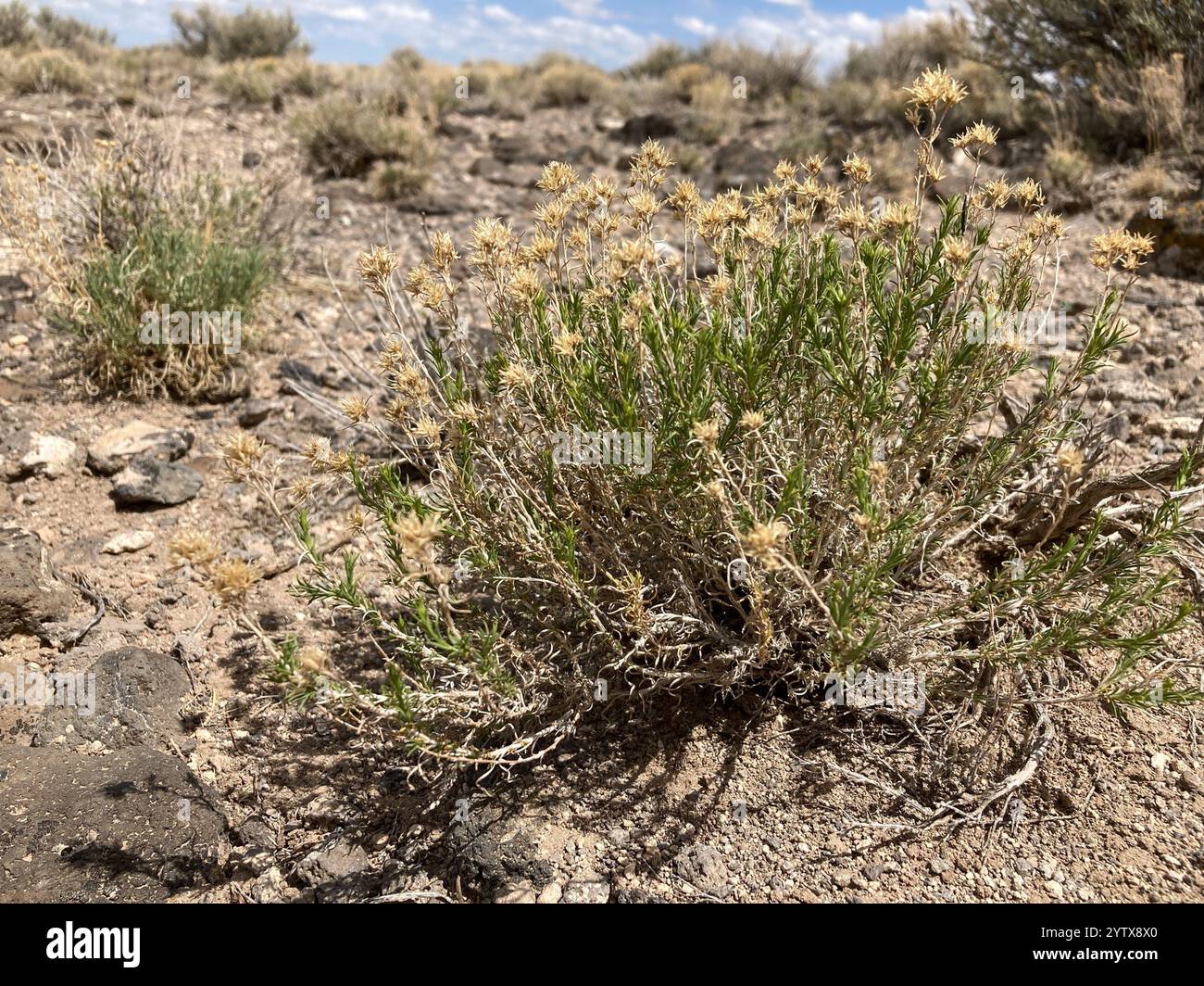 Greene's Rabbitbrush (Chrysothamnus greenei Stock Photo - Alamy