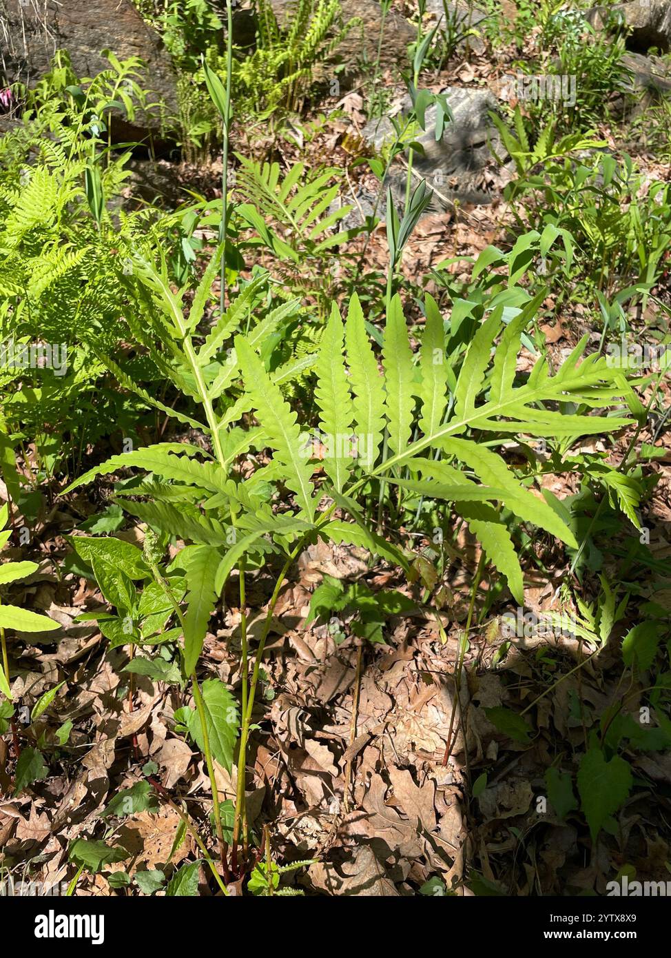 sensitive fern (Onoclea sensibilis Stock Photo - Alamy