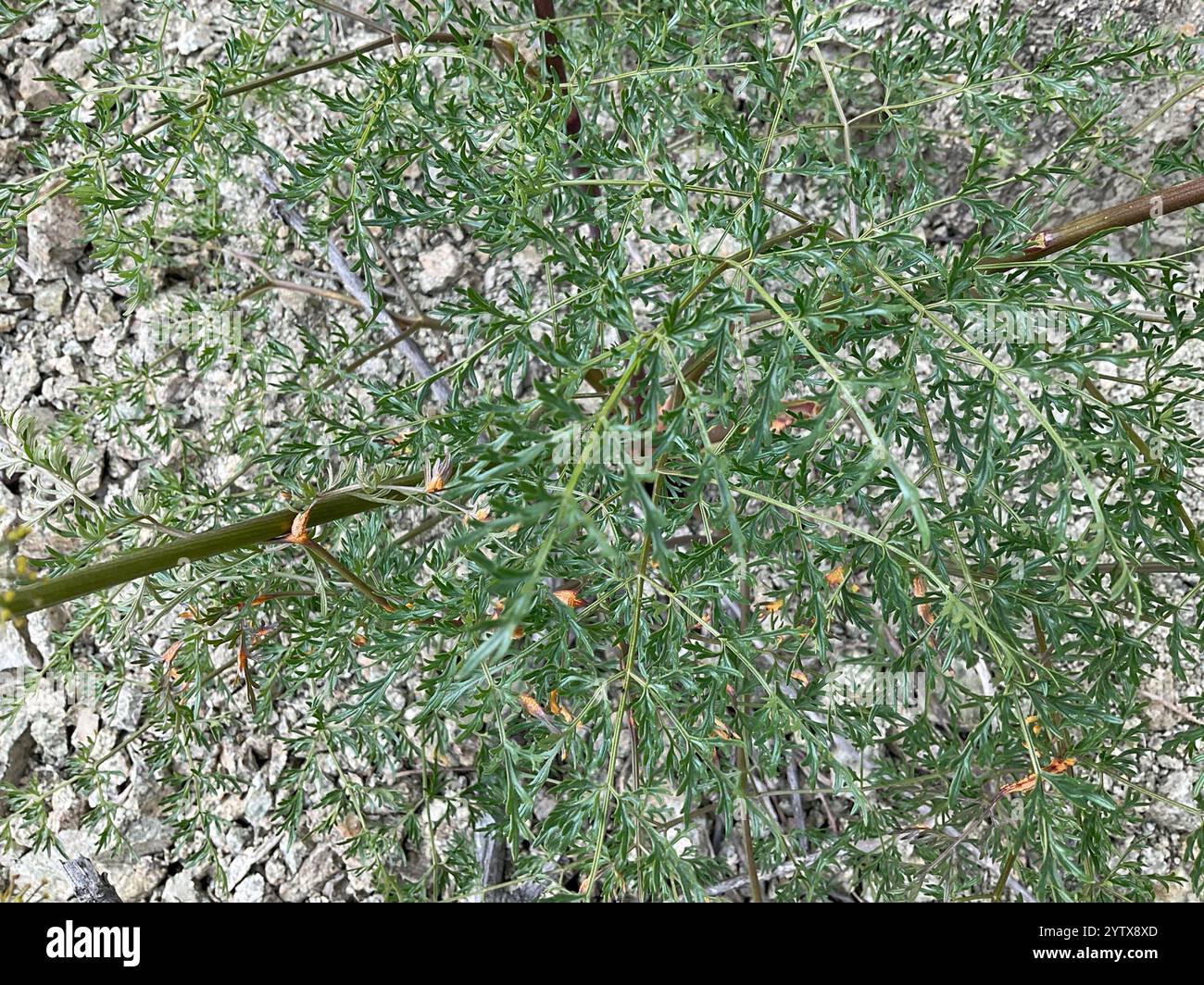 Carrotleaf Biscuitroot (Lomatium multifidum Stock Photo - Alamy